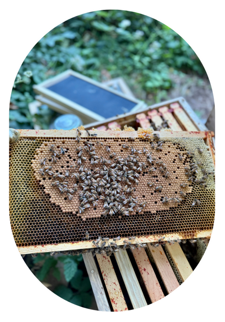 2026 Golden West Honeybee 3lb Package | The Snohomish Bee Company