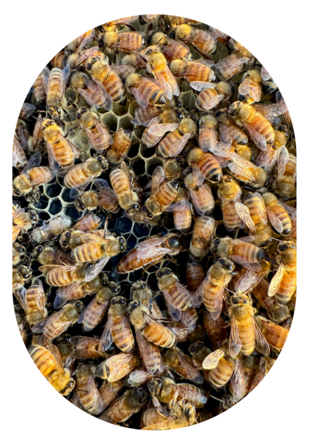 2026 Italian Honeybee 3lb & 4lb Packages | The Snohomish Bee Company