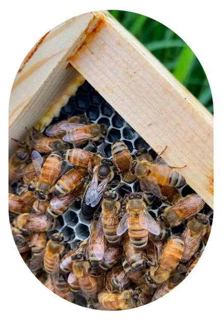 2026 Carniolan Honeybee 3lb Package | The Snohomish Bee Company